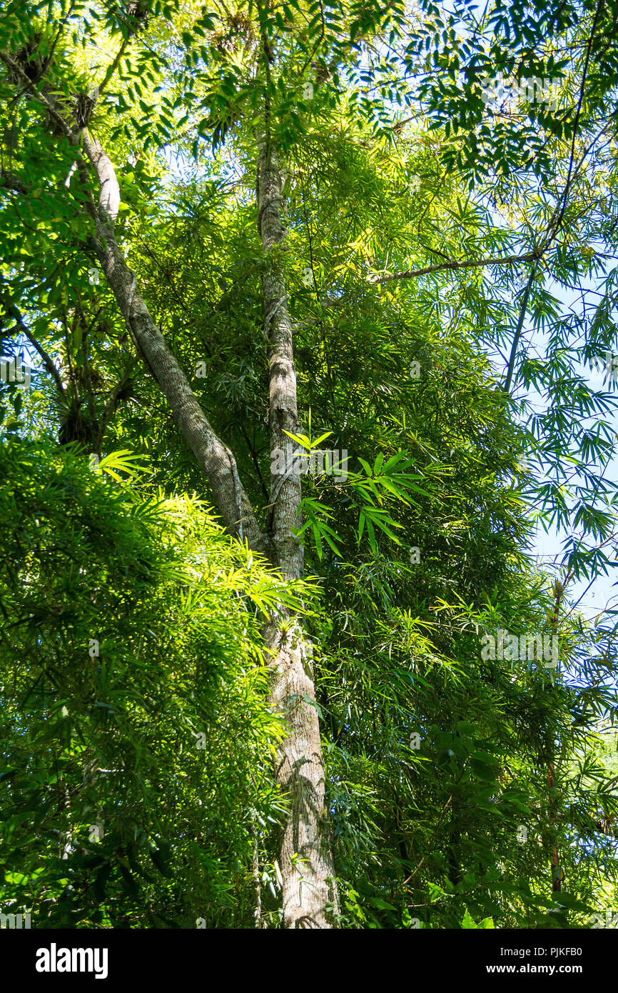 Cassava tree hi-res stock photography and images - Alamy