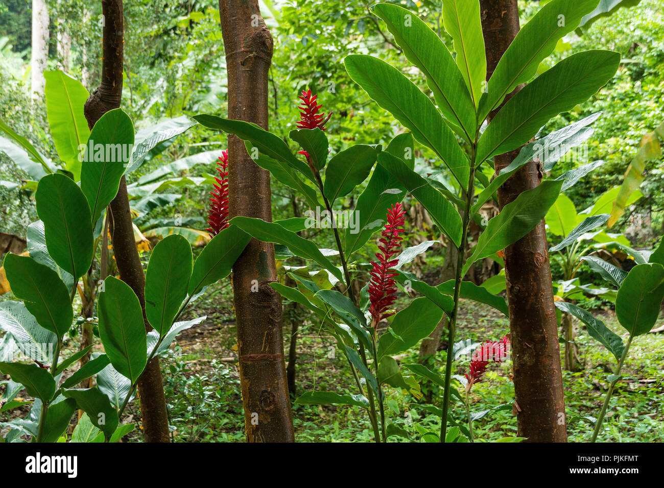 Cuba, Nature Reserve, Las Terrazas, Unesco Biosphere Reserve, Hacienda ...