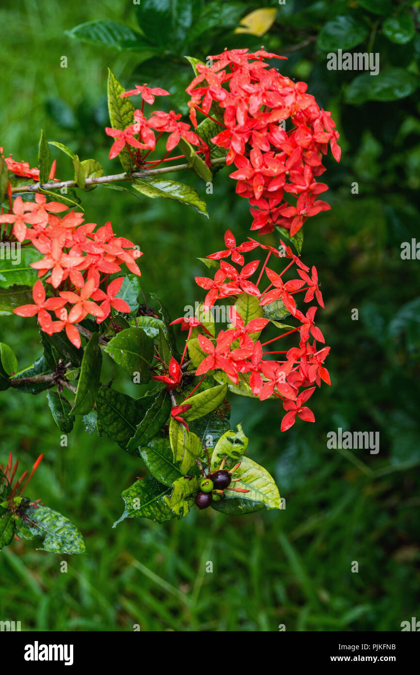Cuba, Las Terrazas, Unesco Biosphere Reserve, Hacienda Union, former ...