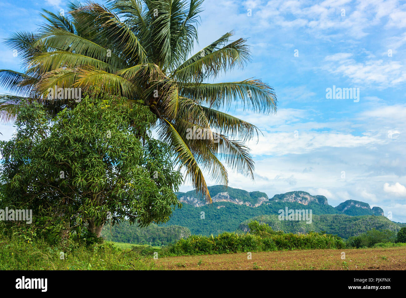 Cuba, Vinales Valley / Valle de Vinales, landscape, Mogotes, palm tree ...