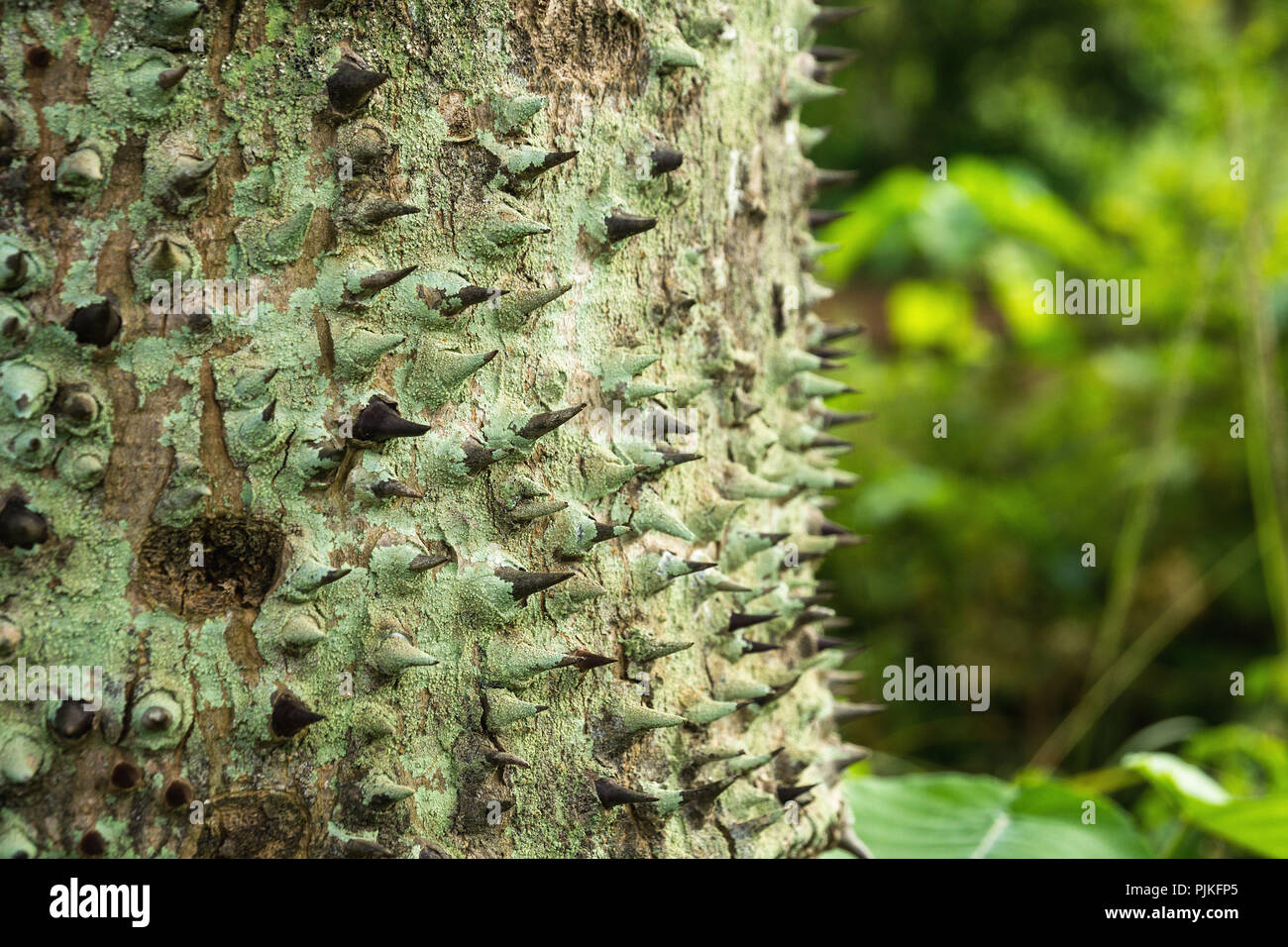 Ceiba tree cuba hi-res stock photography and images - Alamy