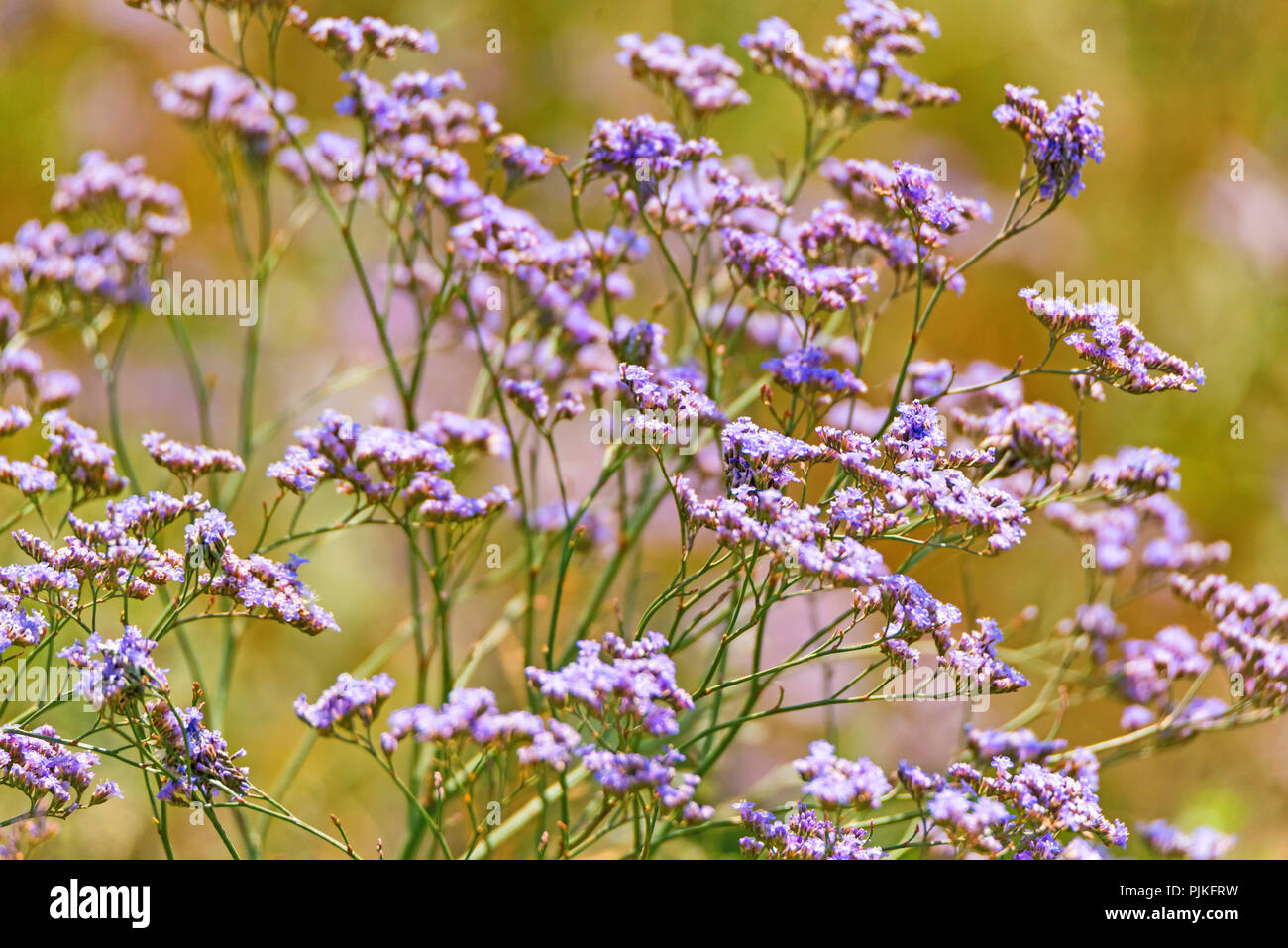 Limonium flower hi-res stock photography and images - Alamy