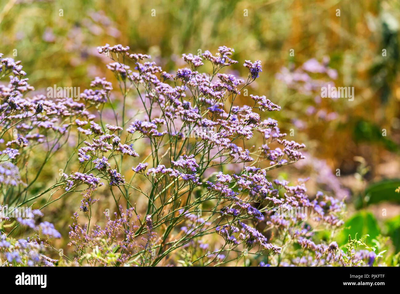 Limonium flower hi-res stock photography and images - Alamy