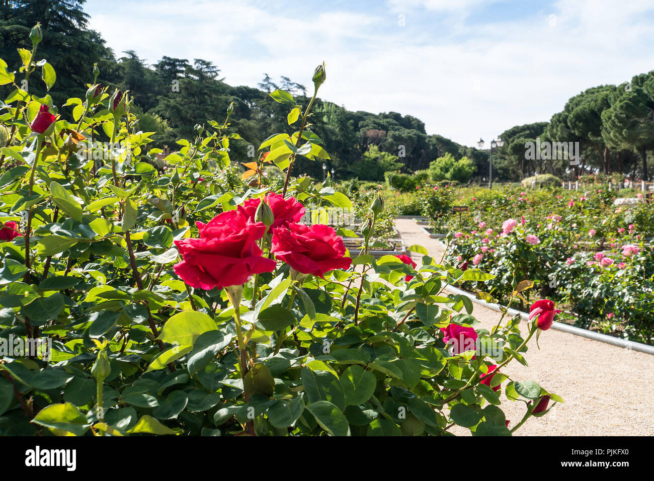 Madrid, Rosaleda del Parque del Oeste, rose garden Stock Photo - Alamy
