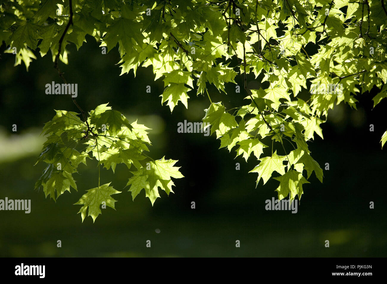 Maple tree branches with bright green leaves Stock Photo - Alamy