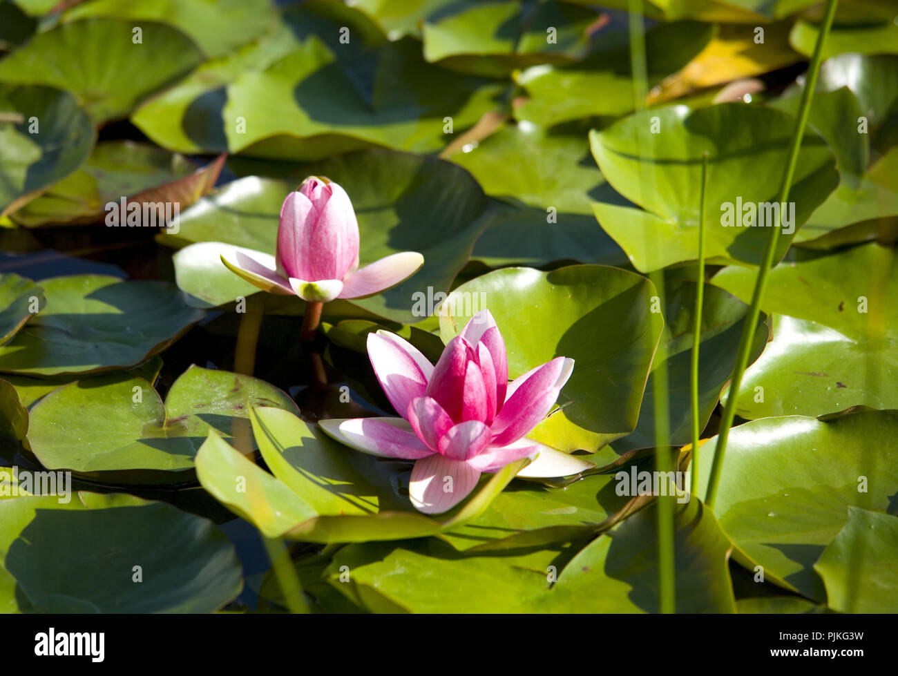 Pond red water lily hi-res stock photography and images - Alamy