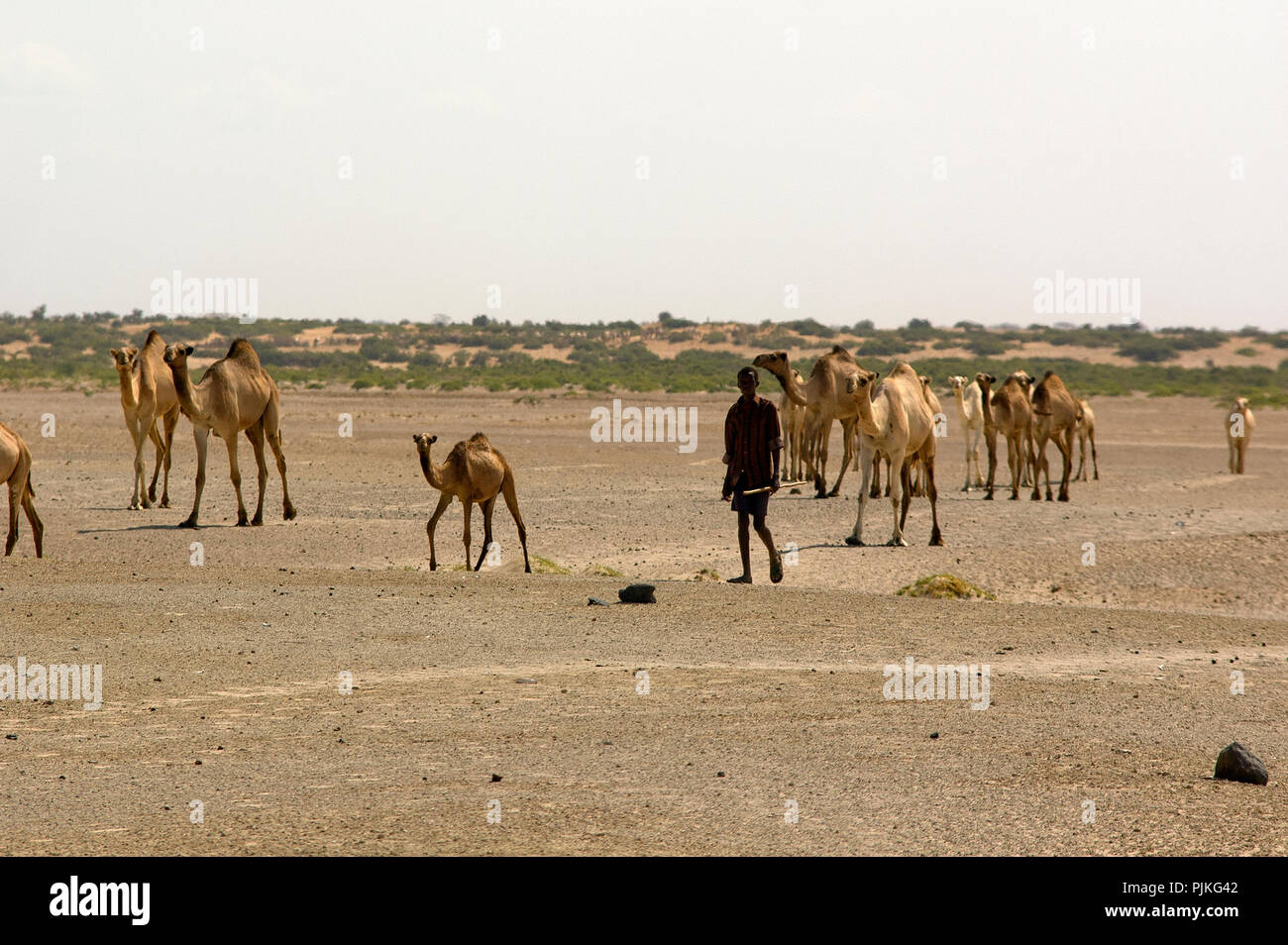 Herdsman with camels at the remote village of North Horr where the ...