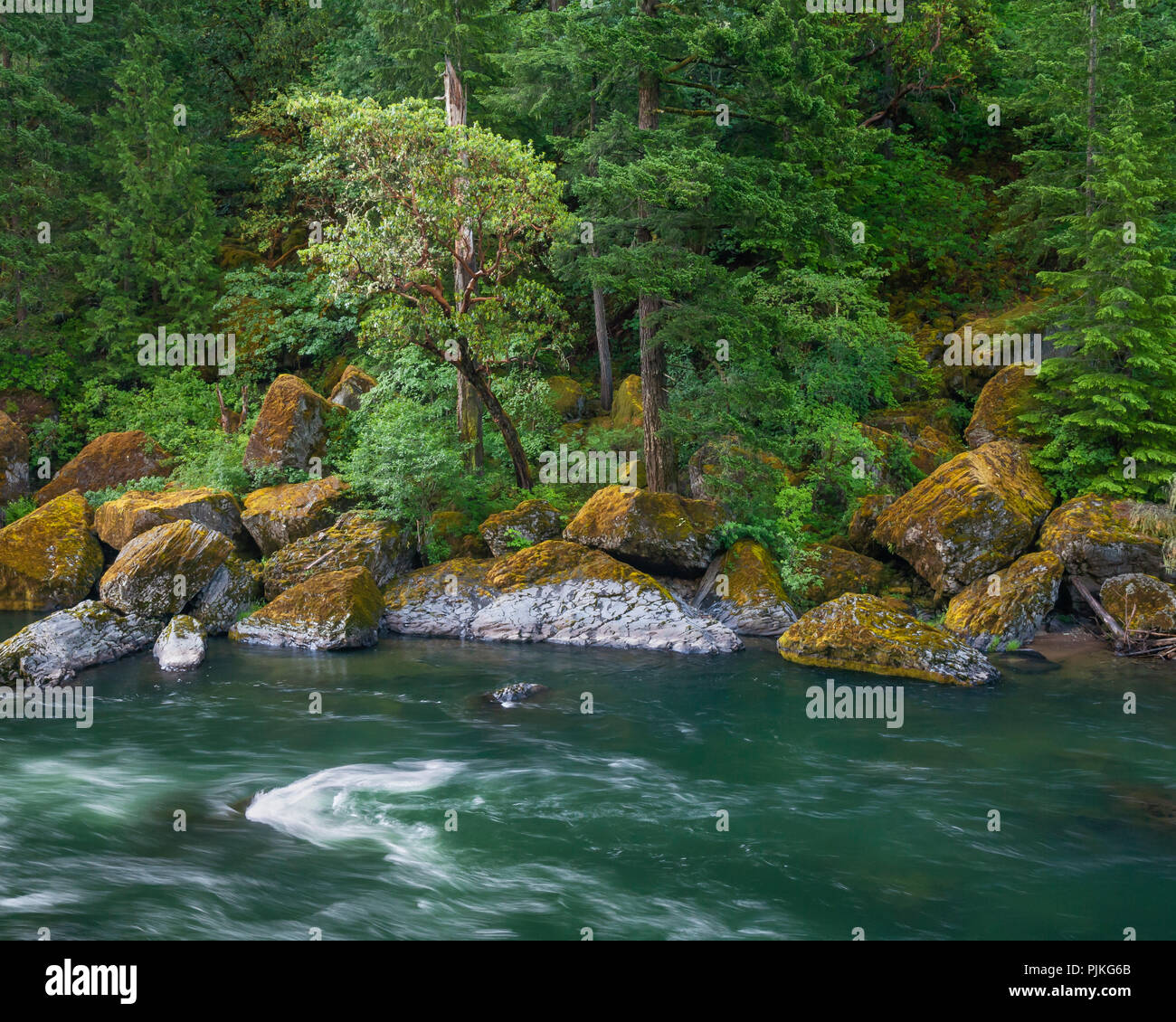 Madrone hi-res stock photography and images - Alamy