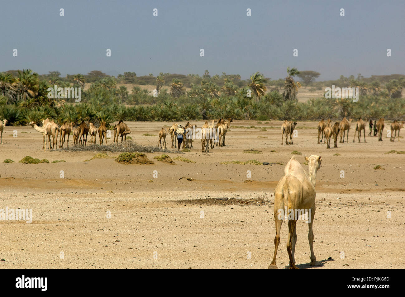 Herdsman with camels at the remote village of North Horr where the ...
