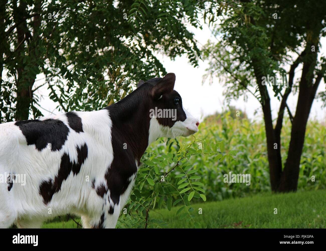 Cute Holstein Friesian Calf High Resolution Stock Photography and ...