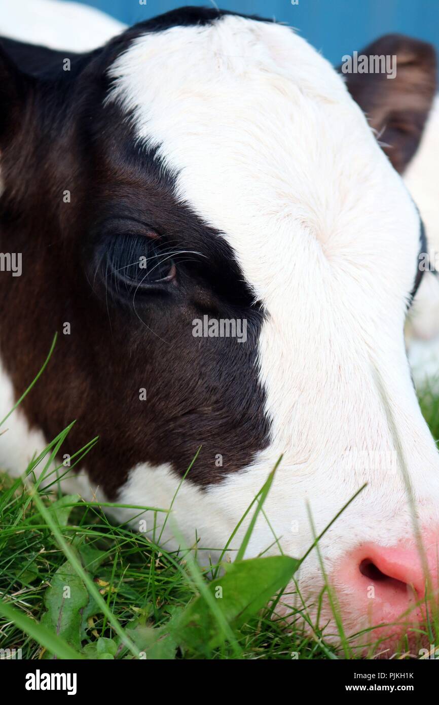 Calf Face High Resolution Stock Photography and Images - Alamy