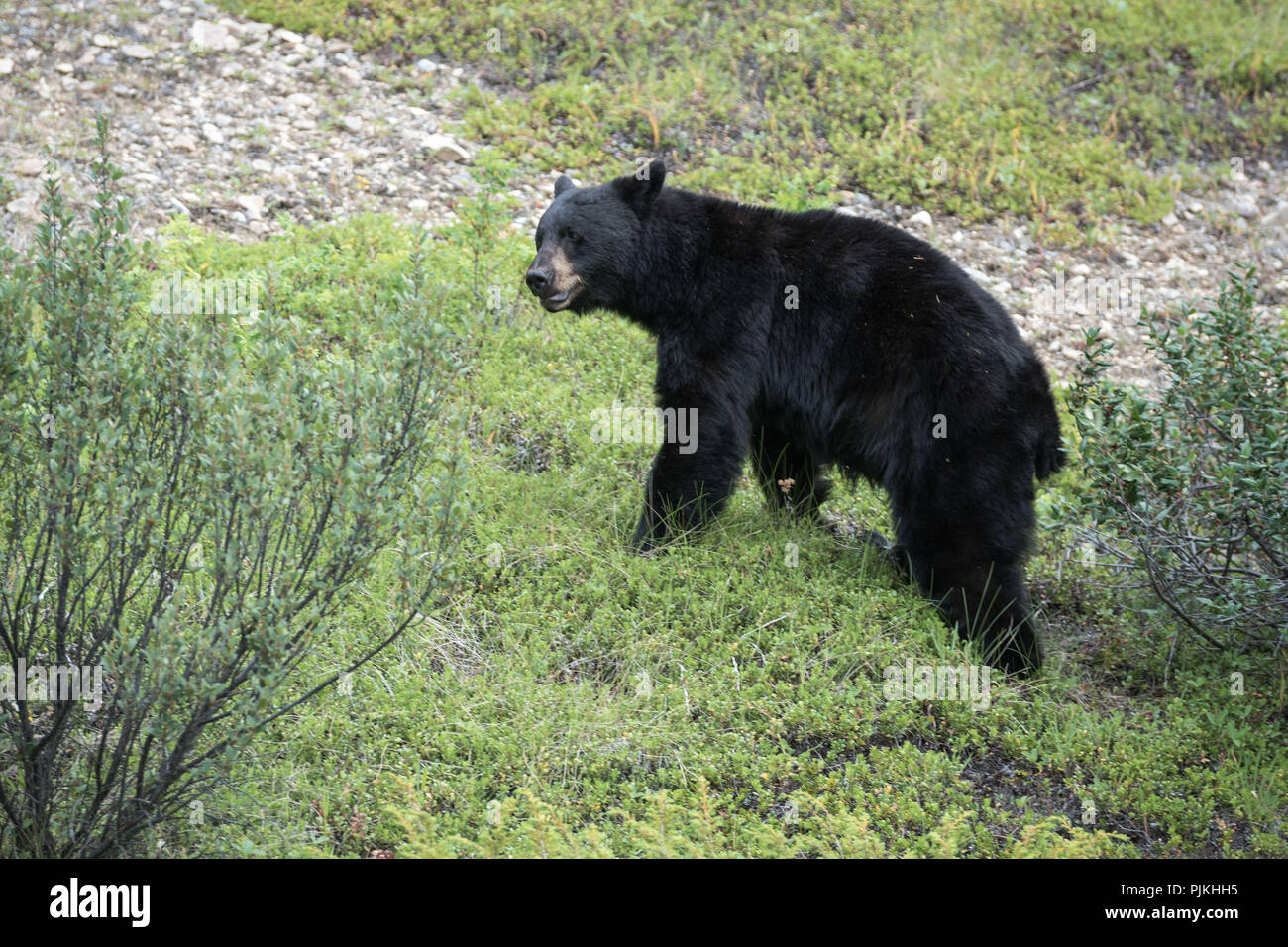 Jasper national bear hi-res stock photography and images - Alamy
