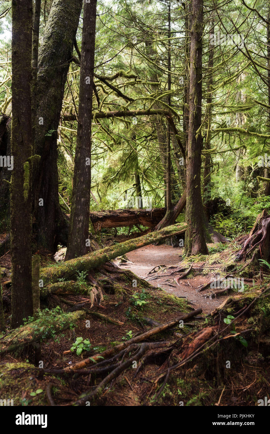 Rainforest in pacific rim hi-res stock photography and images - Alamy