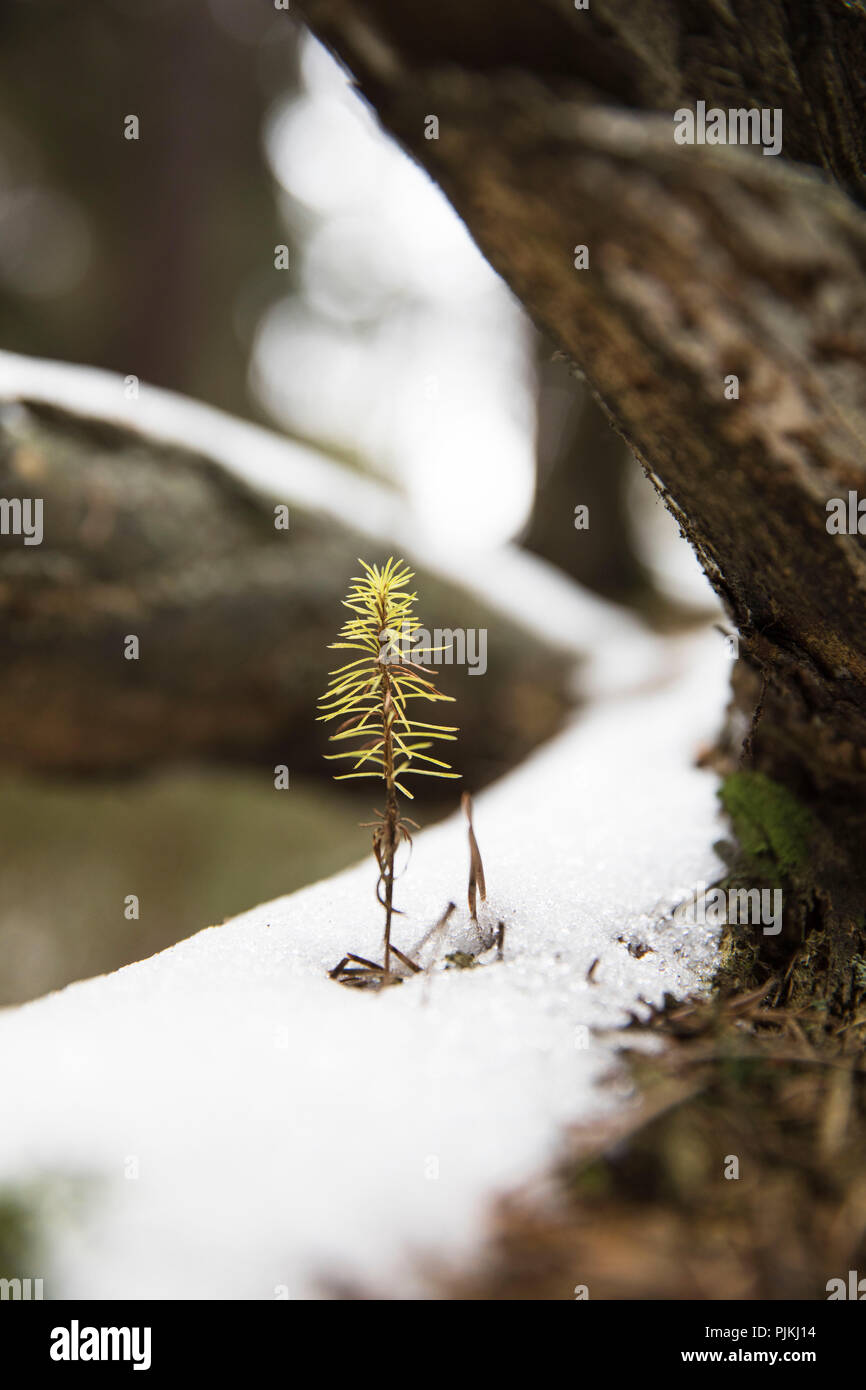 small sapling of a conifer in winter Stock Photo - Alamy