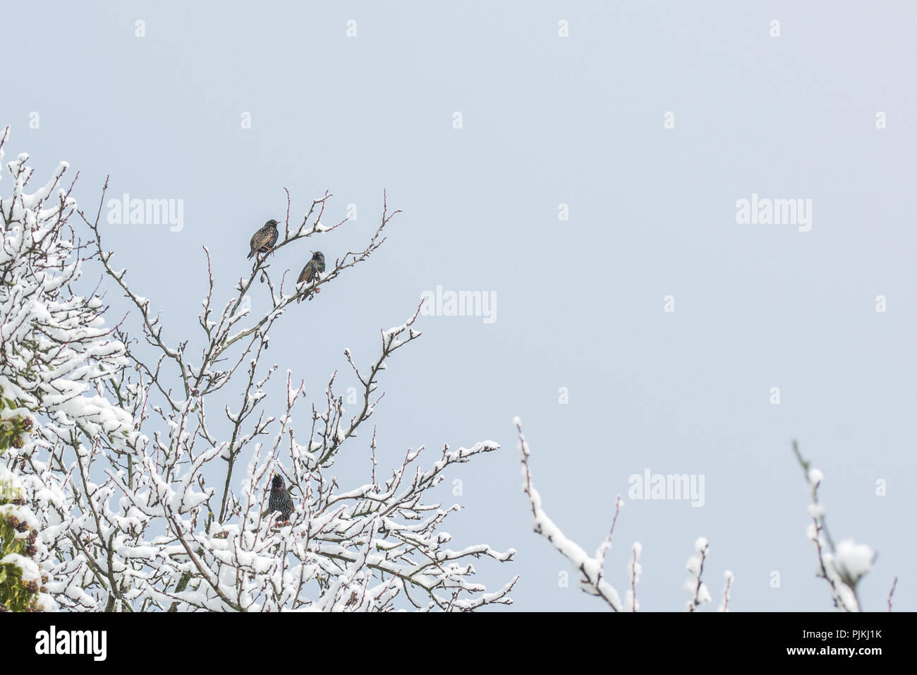 Birds on branch snow hi-res stock photography and images - Alamy