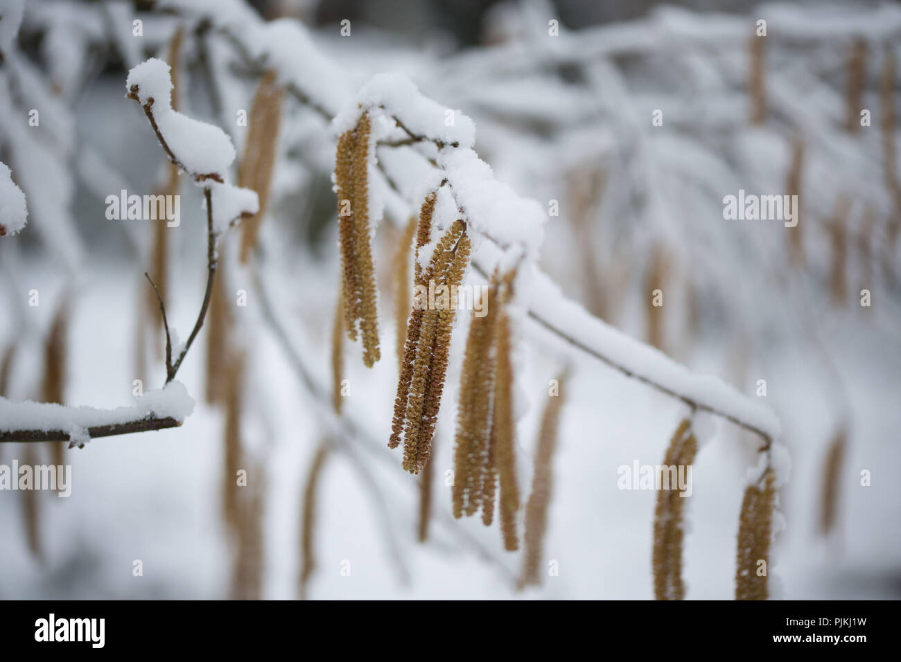 On An Alder High Resolution Stock Photography and Images - Alamy