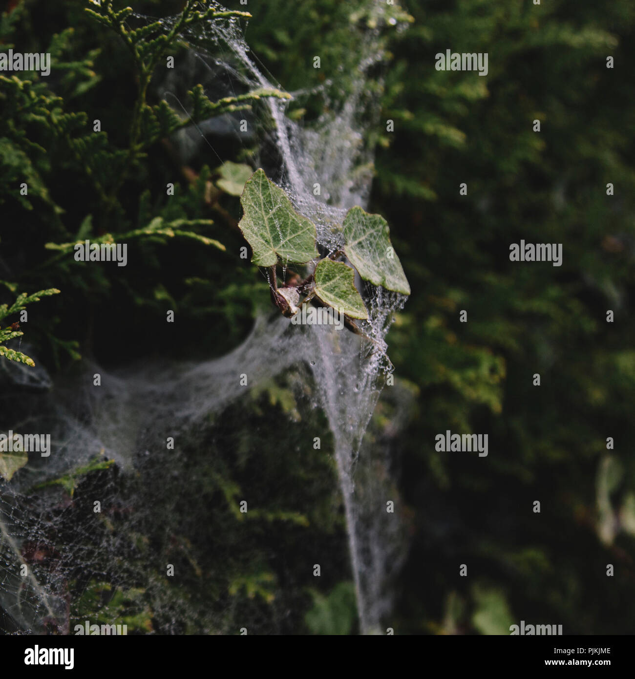 October fog hi-res stock photography and images - Alamy
