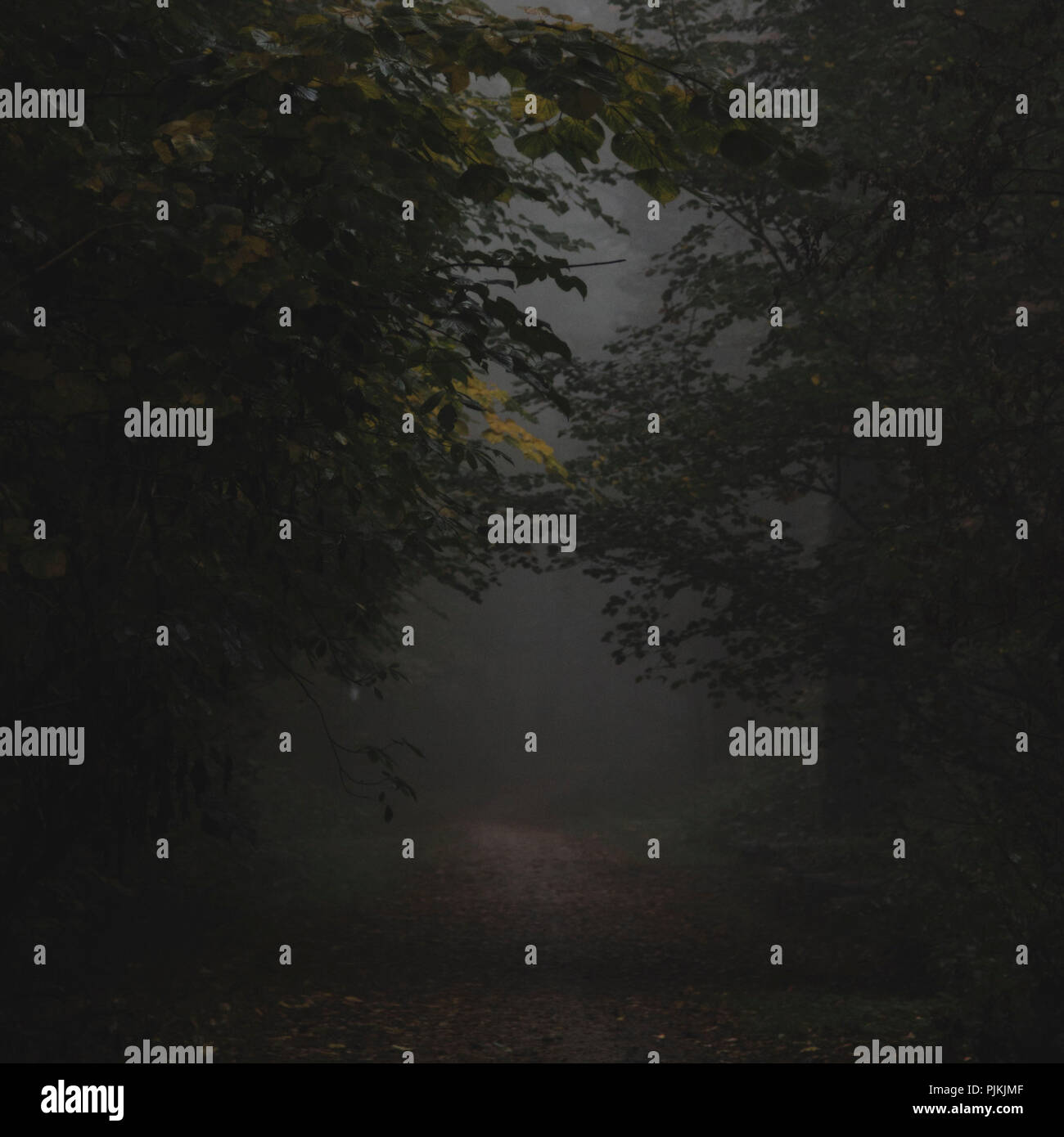 Walk in the autumn forest with fog in October Stock Photo - Alamy