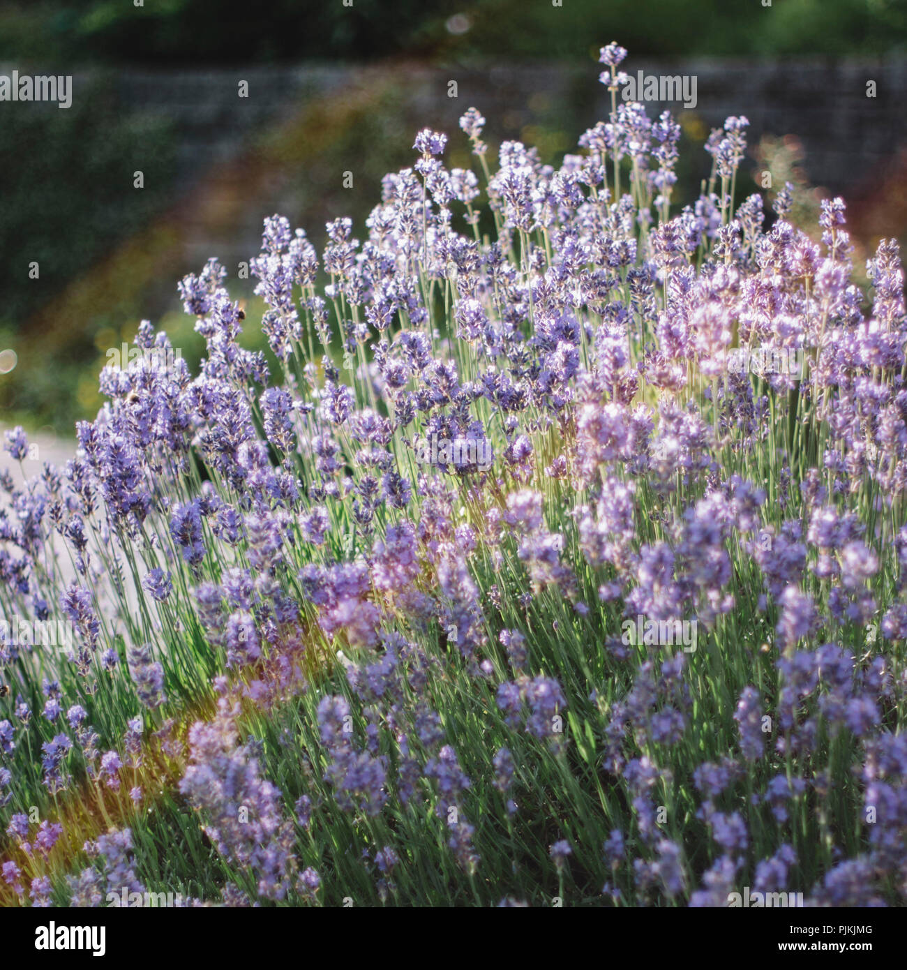 Sun and plants in summer hi-res stock photography and images - Alamy