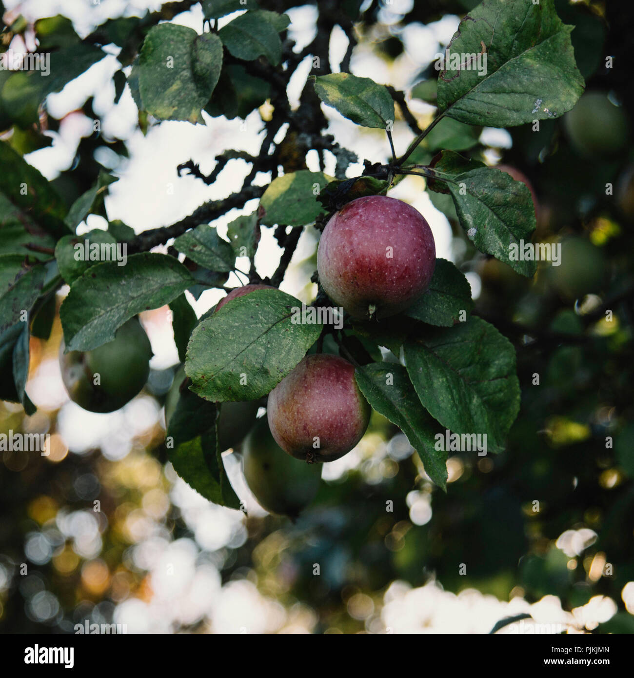 Shining apples hi-res stock photography and images - Alamy