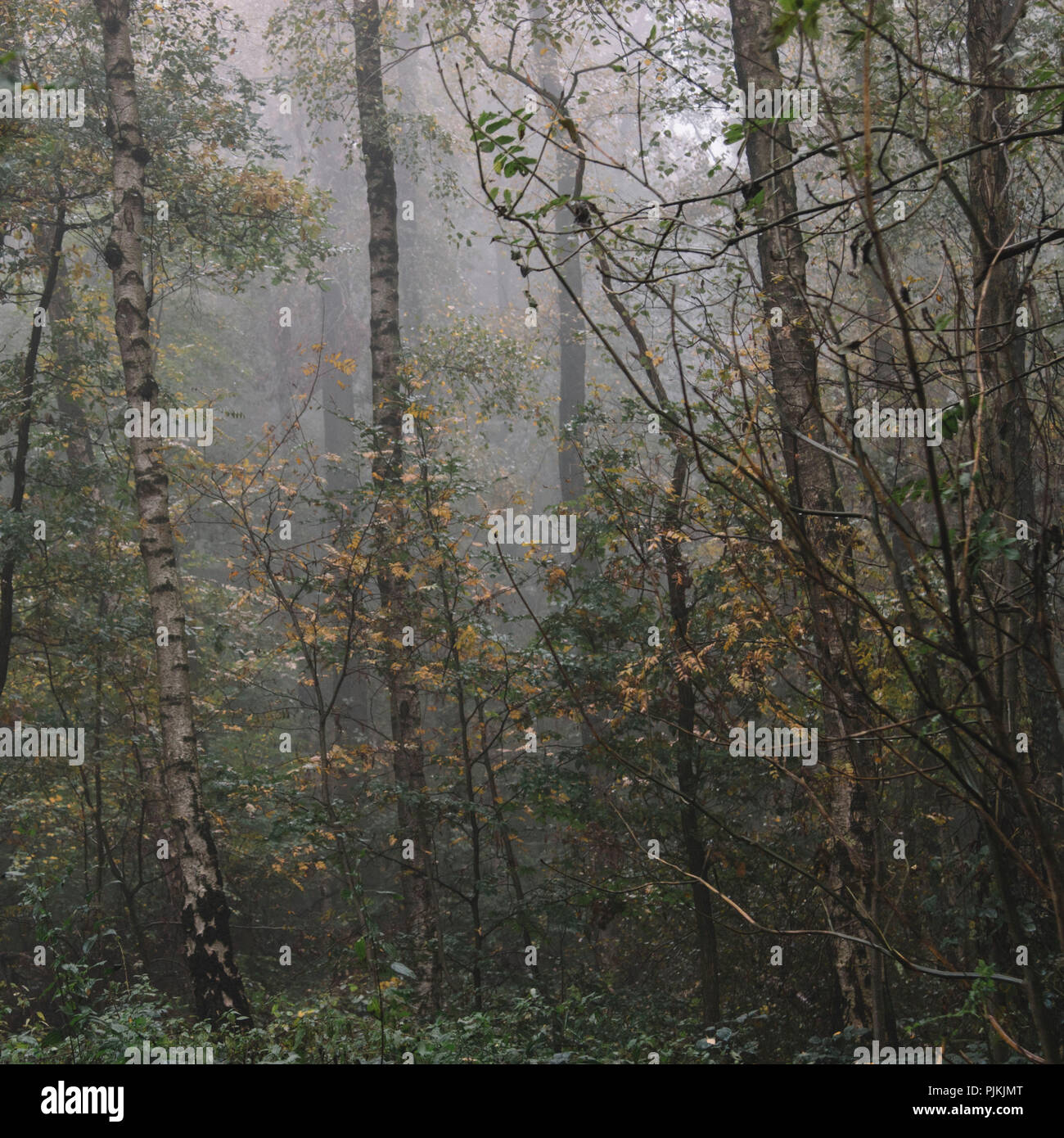 Walk in the autumn forest with fog in October Stock Photo - Alamy