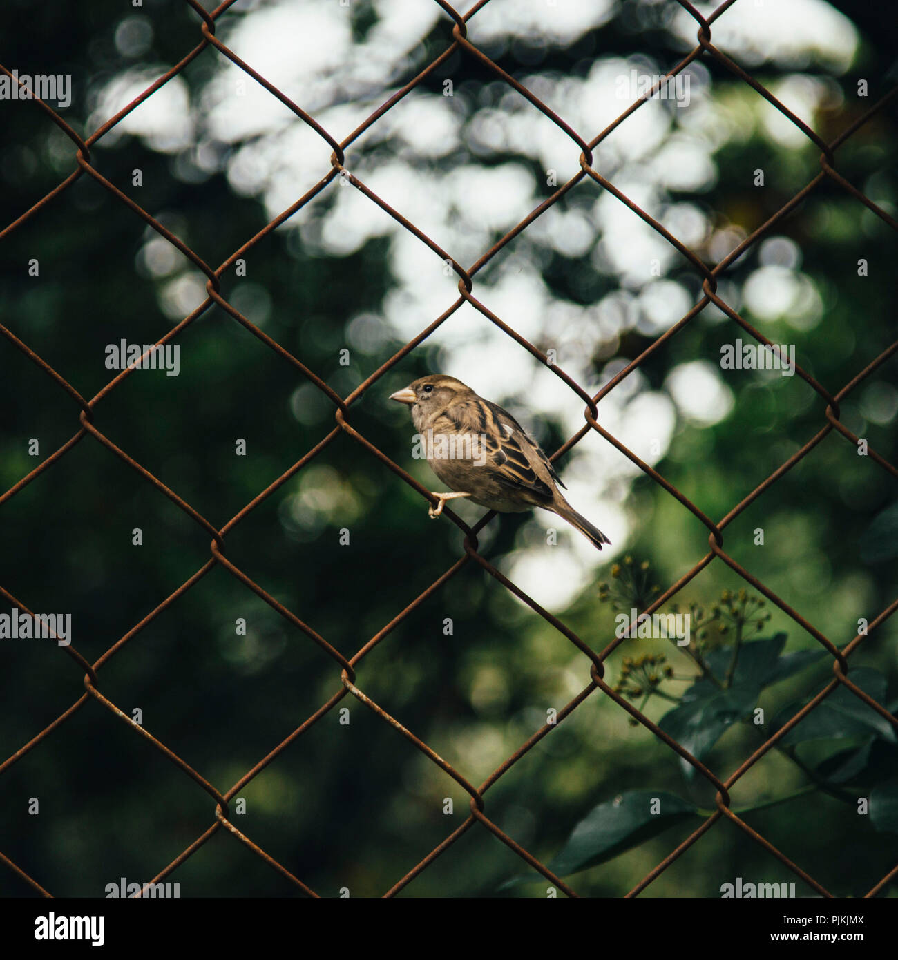 A sparrow sitting in a chainlink fence Stock Photo - Alamy