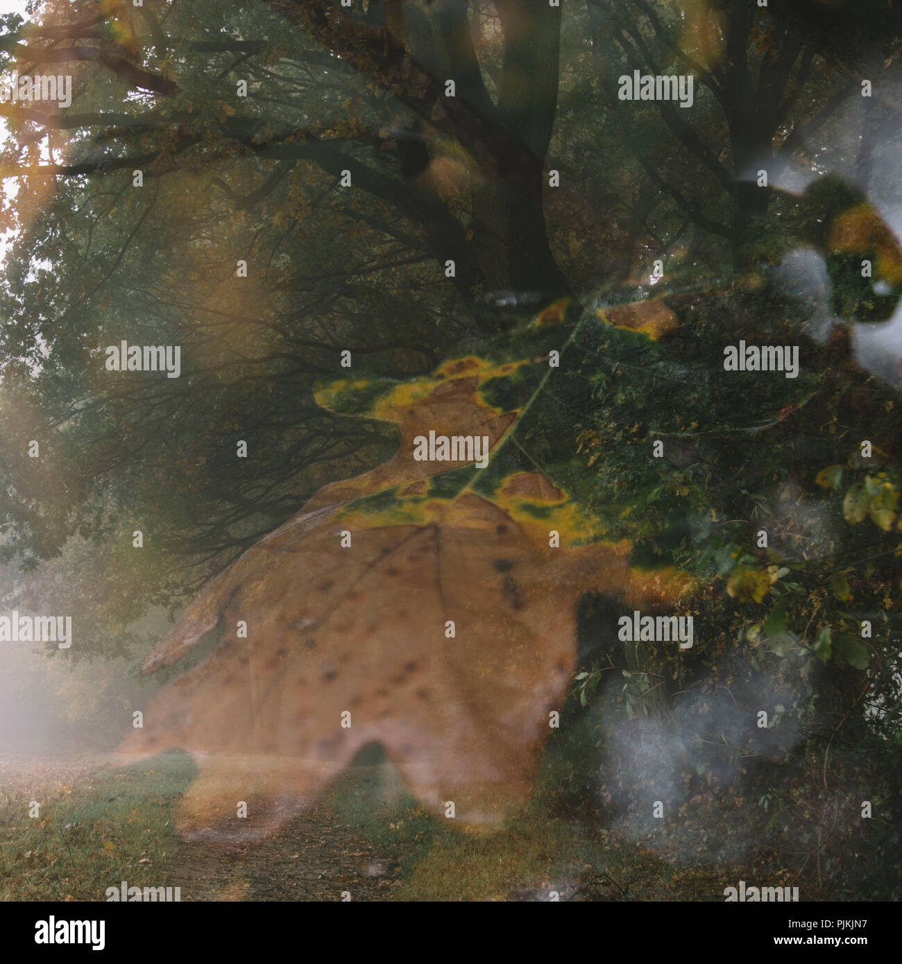 Webs in trees hi-res stock photography and images - Alamy