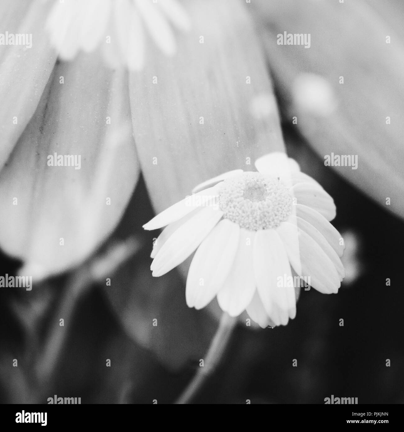 White daisy botanical flowers Black and White Stock Photos & Images - Alamy