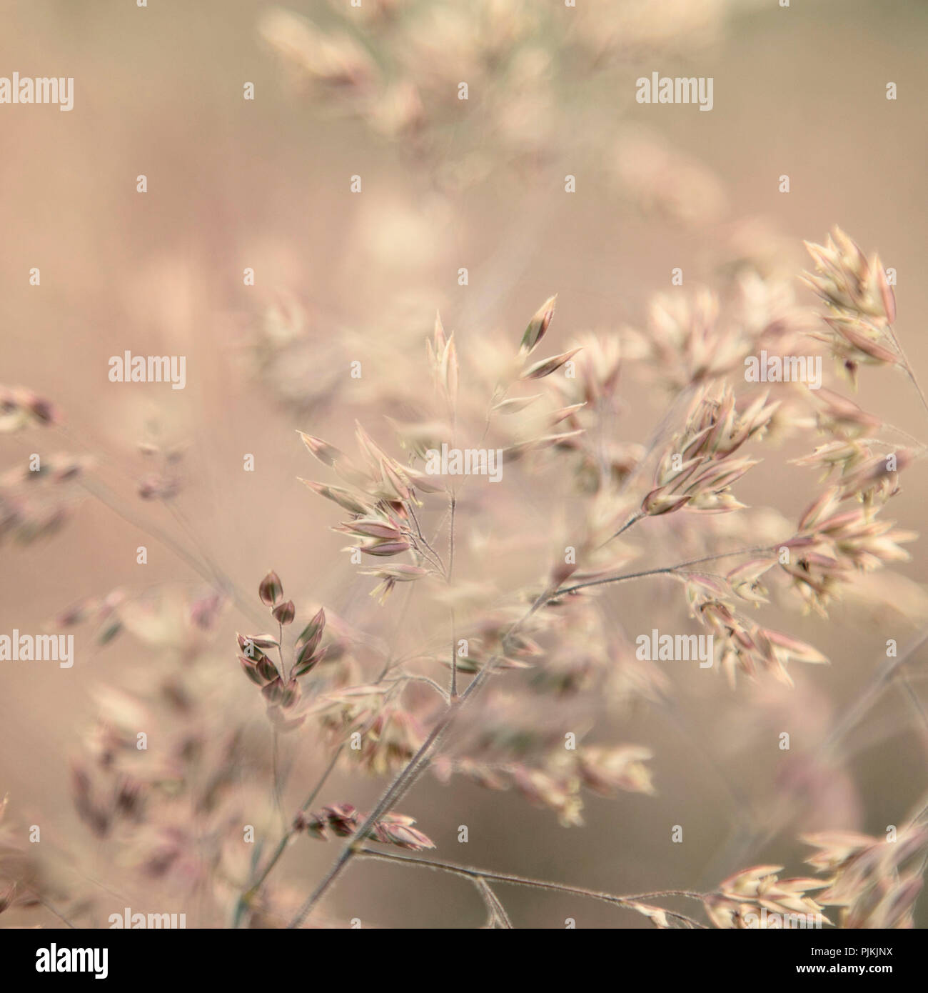 Meadow grasses summer hi-res stock photography and images - Alamy