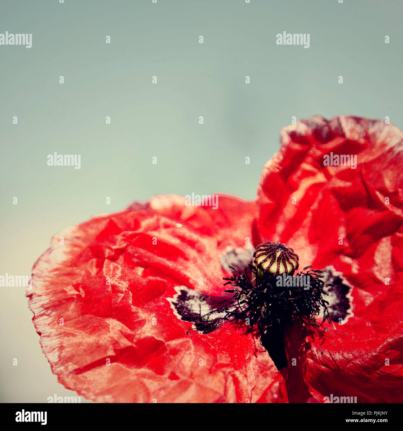 Poppy in sun hi-res stock photography and images - Alamy