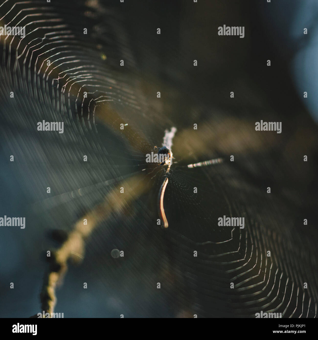 Spider back pattern hi-res stock photography and images - Alamy