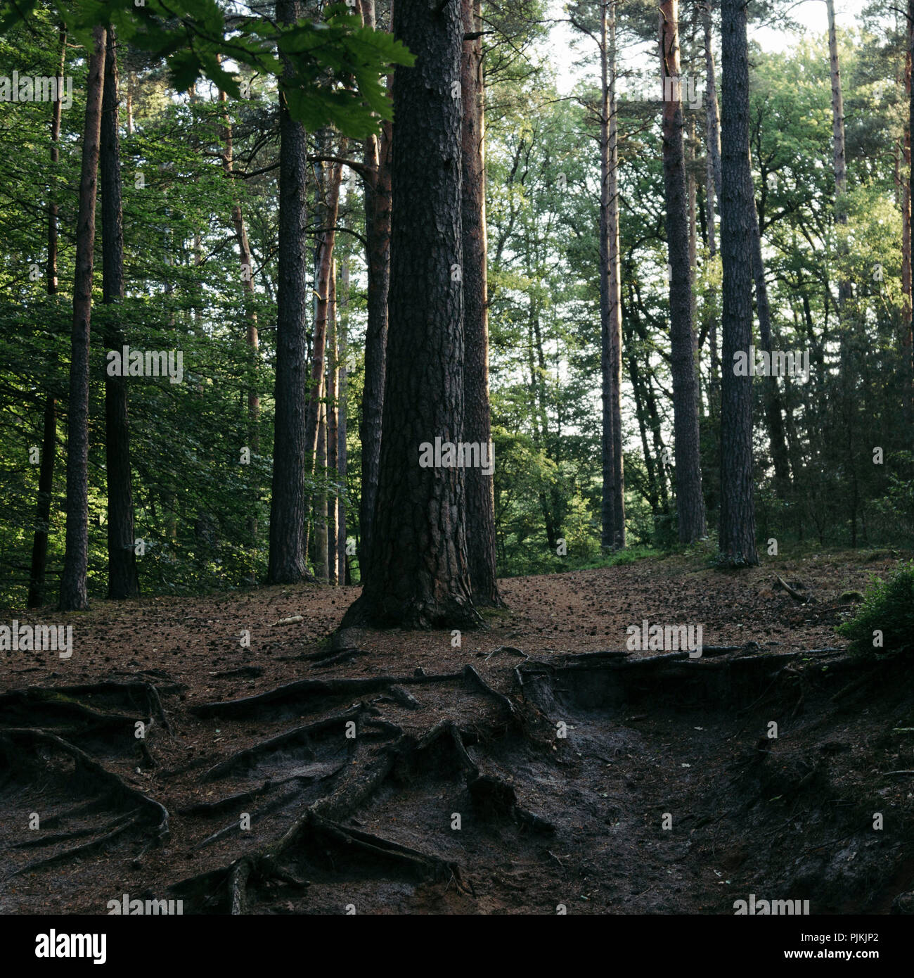 June in the Teutoburg Forest Stock Photo - Alamy