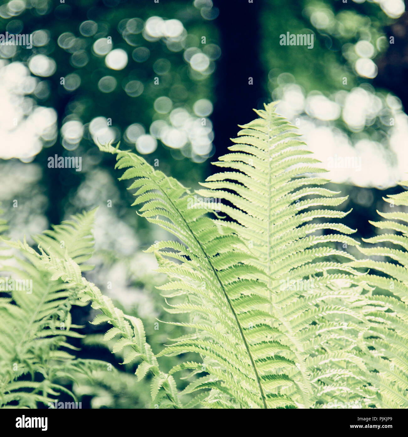 Green fresh fern plant in hi-res stock photography and images - Alamy