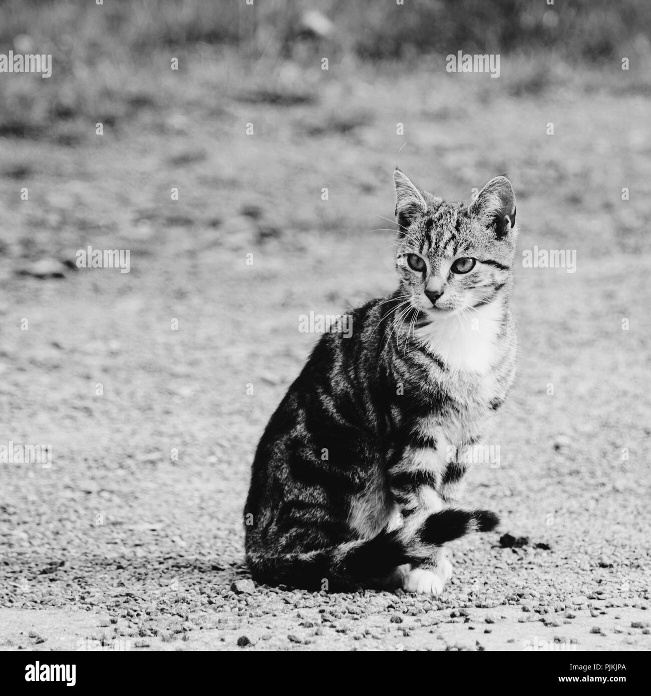 Cat sitting on a path Stock Photo - Alamy