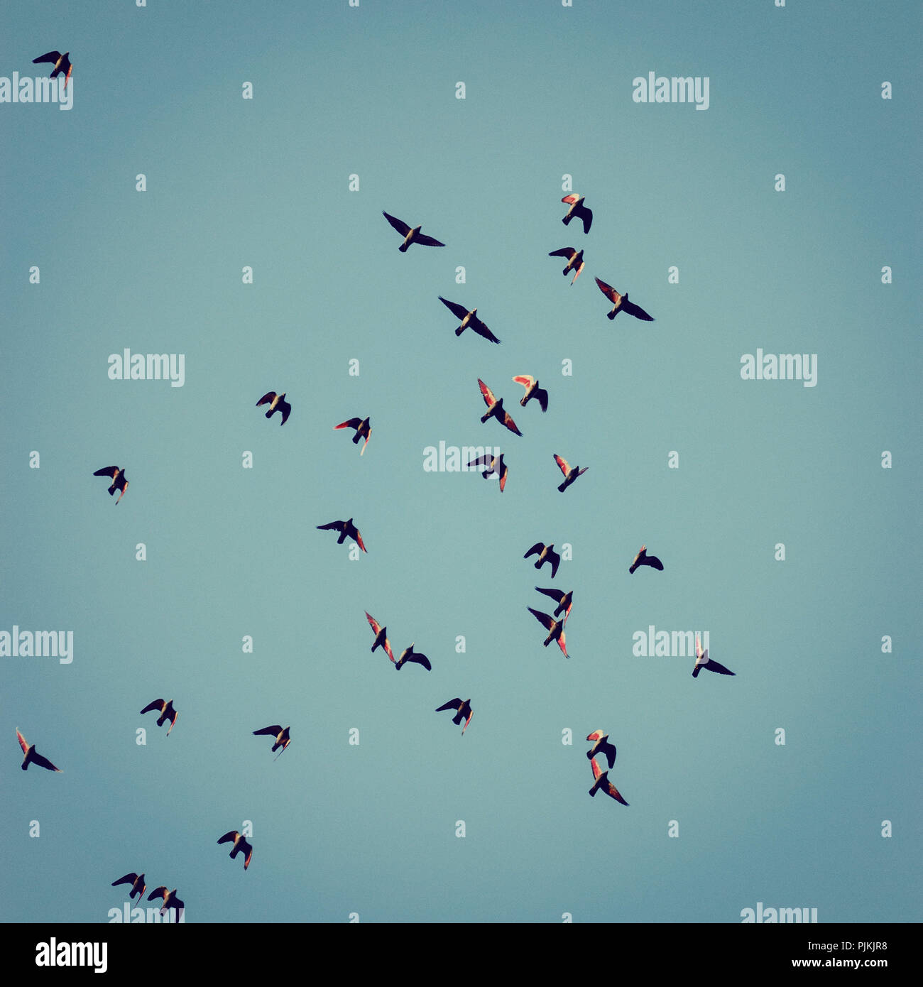 Pigeon swarm under blue sky Stock Photo - Alamy