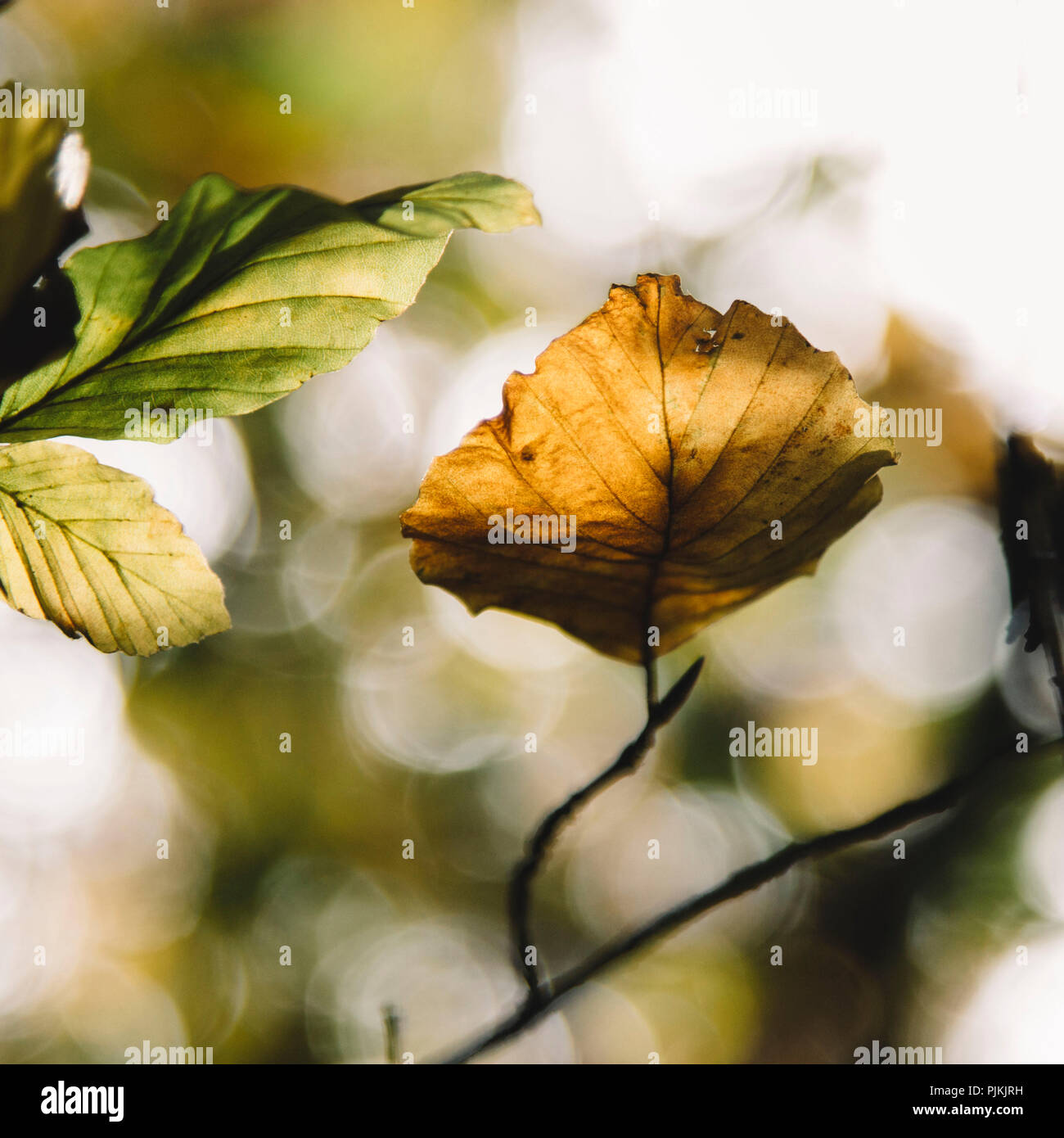 Sunlight in leaves hi-res stock photography and images - Alamy