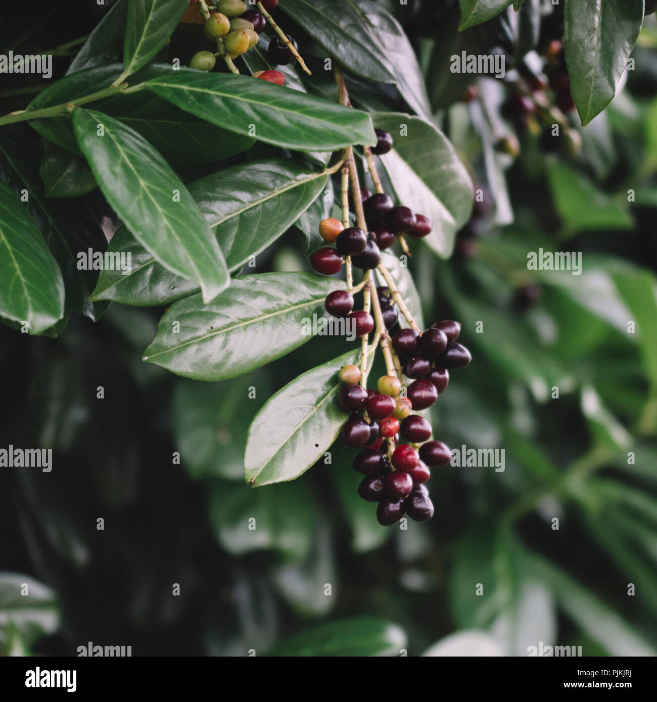 Cherry laurel with fruits Stock Photo - Alamy