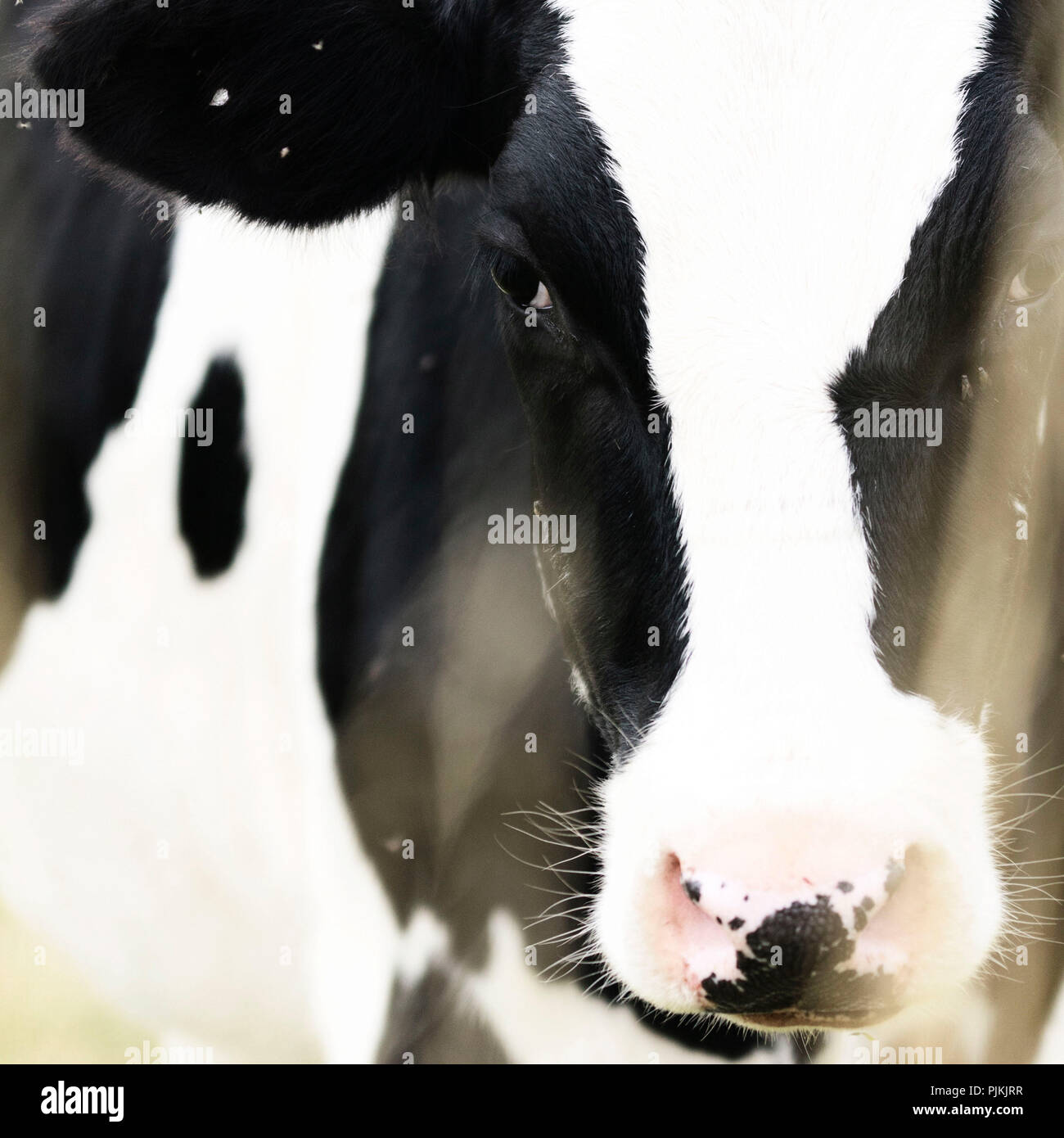 Close up of a cow hi-res stock photography and images - Alamy