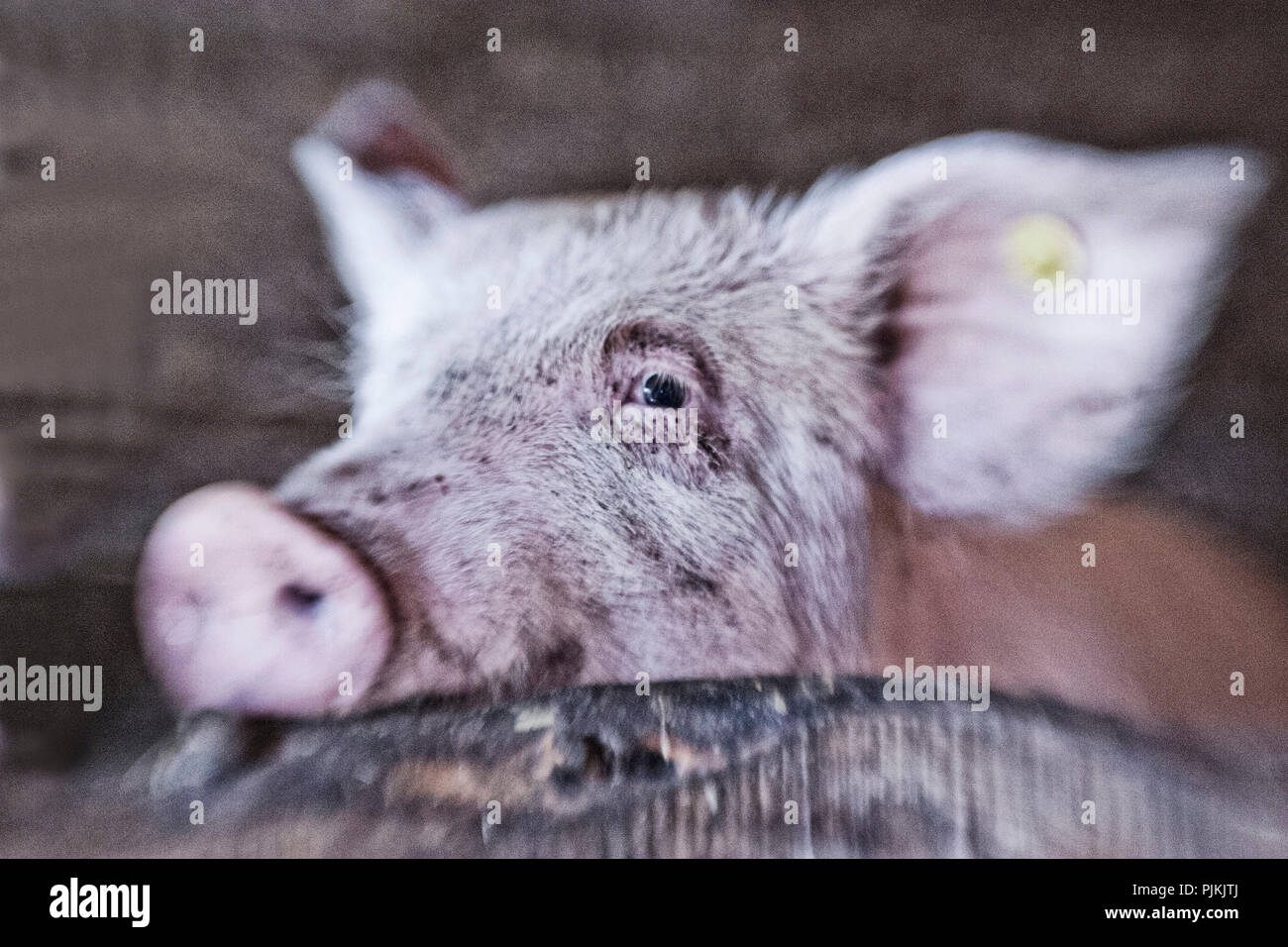 pink pig looking curiously out of his stable Stock Photo - Alamy