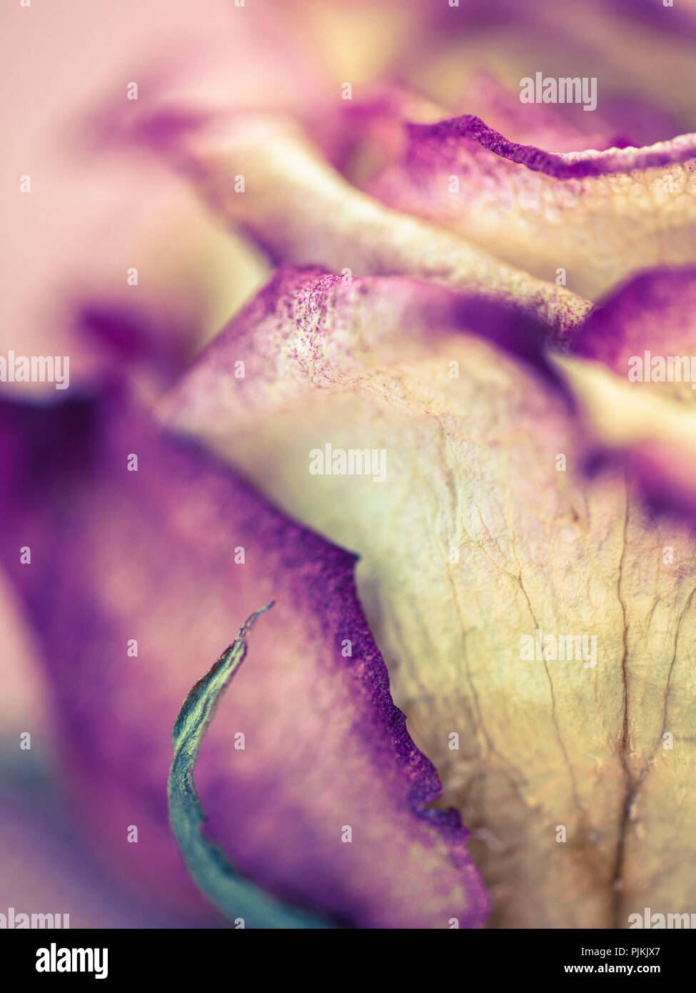 Dusky pink rose hi-res stock photography and images - Alamy