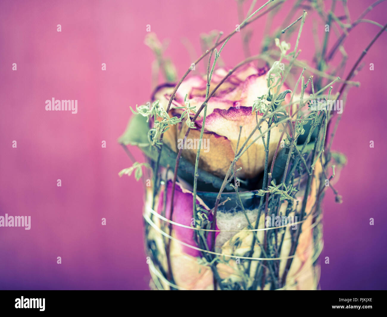 Dusky rose pink flowers hi-res stock photography and images - Alamy