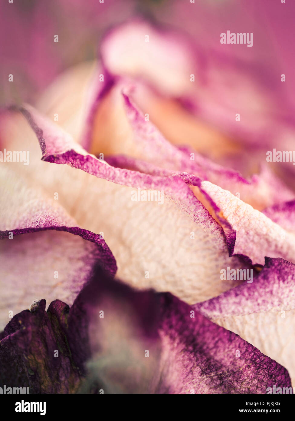 Dusky rose pink flowers hi-res stock photography and images - Alamy