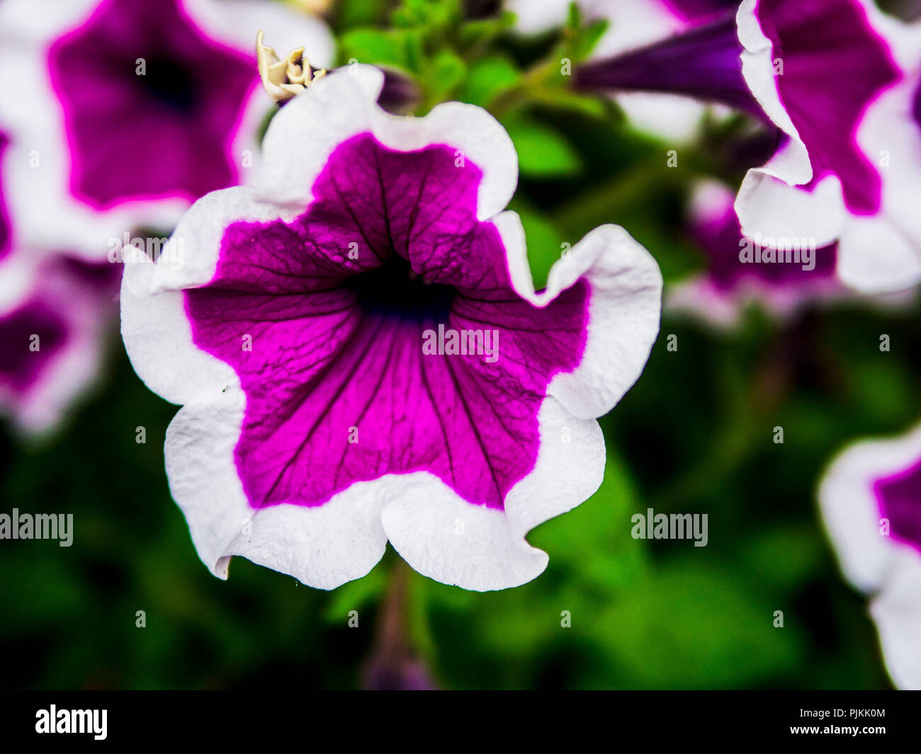 Purple view hi-res stock photography and images - Alamy