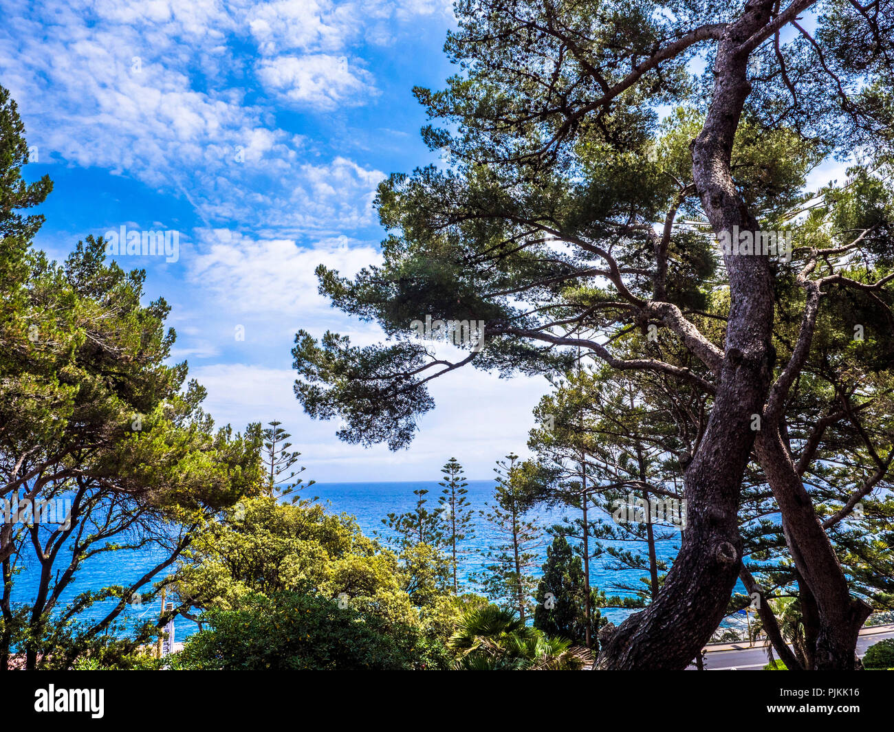 View through palm trees on sea Stock Photo - Alamy