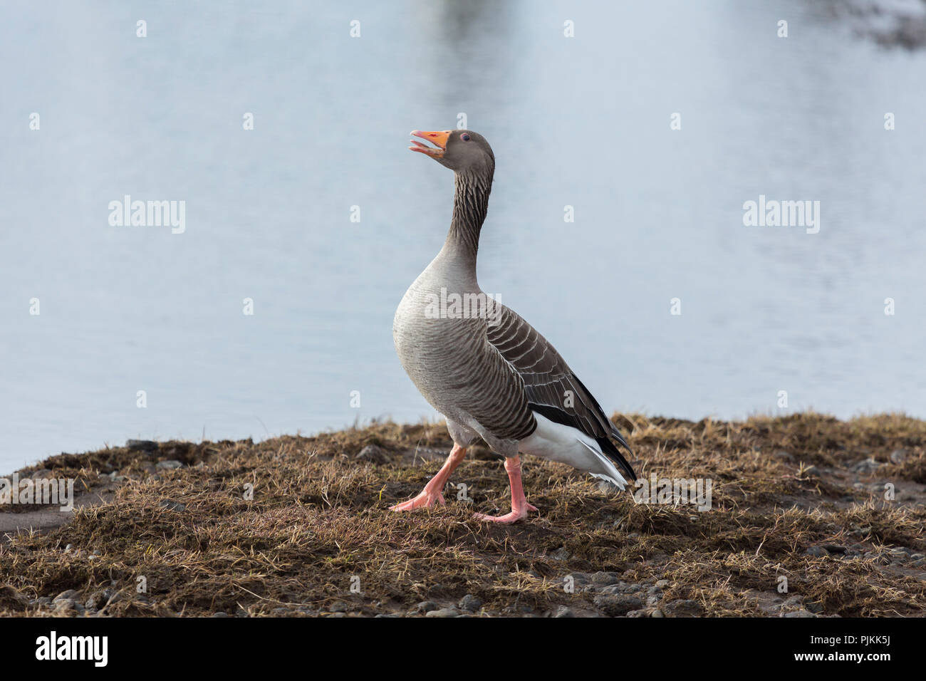 Scolding hi-res stock photography and images - Alamy