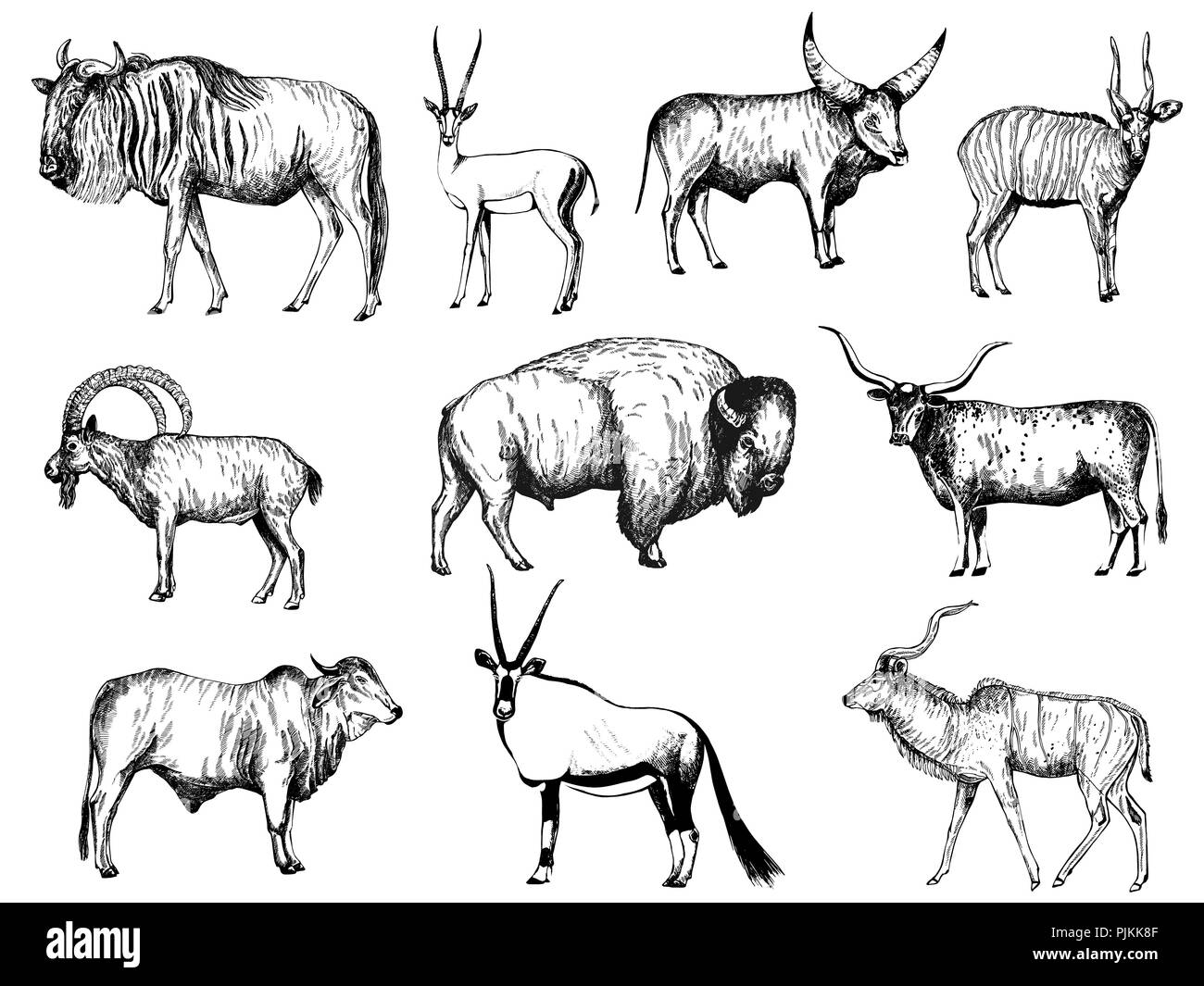 Big set of hand drawn sketch style ungulates isolated on white ...