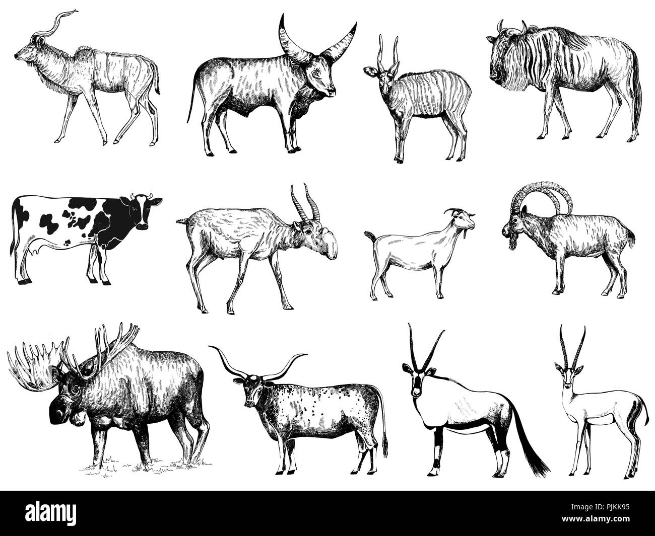 Big set of hand drawn sketch style ungulates isolated on white ...