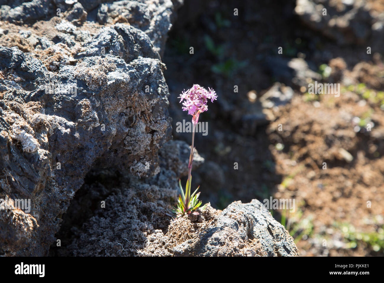 Lava rock with plant hi-res stock photography and images - Alamy