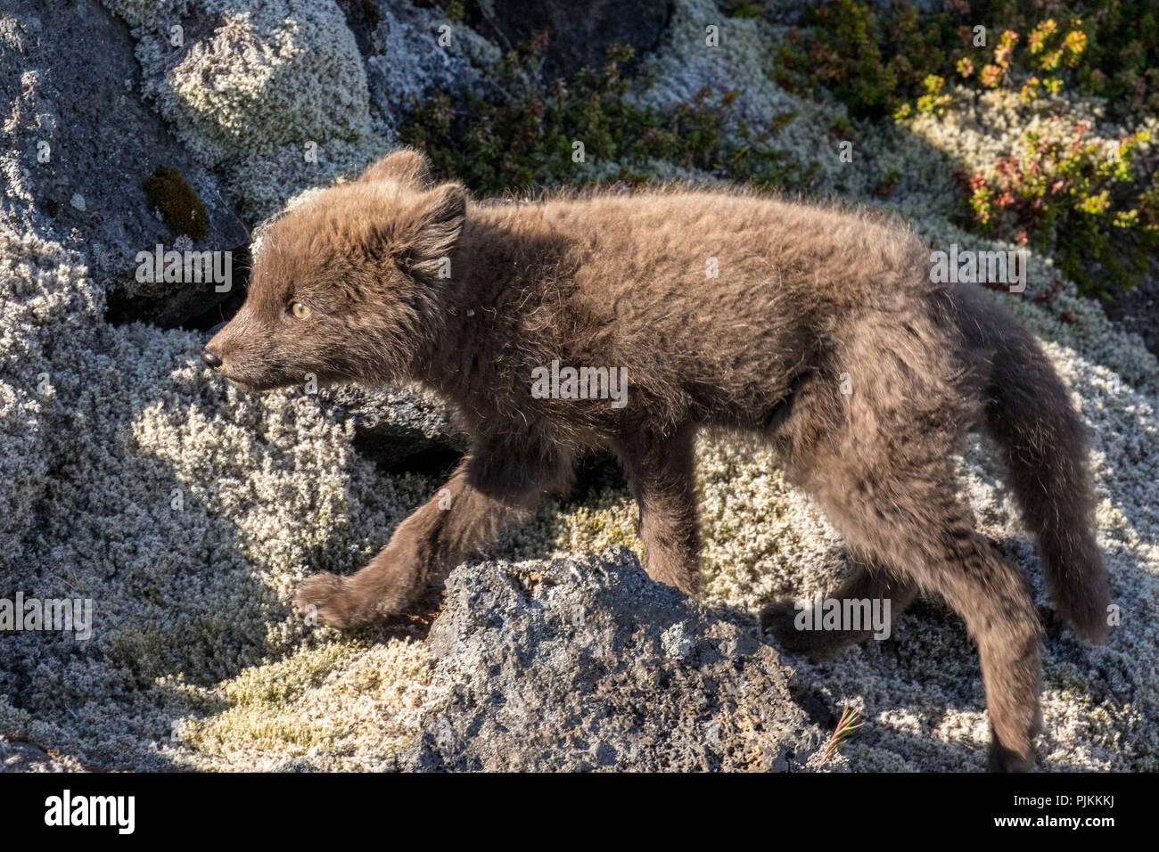 Iceland, Arctic Fox, Alopex lagopus, cub, brown summer coat, rocks ...