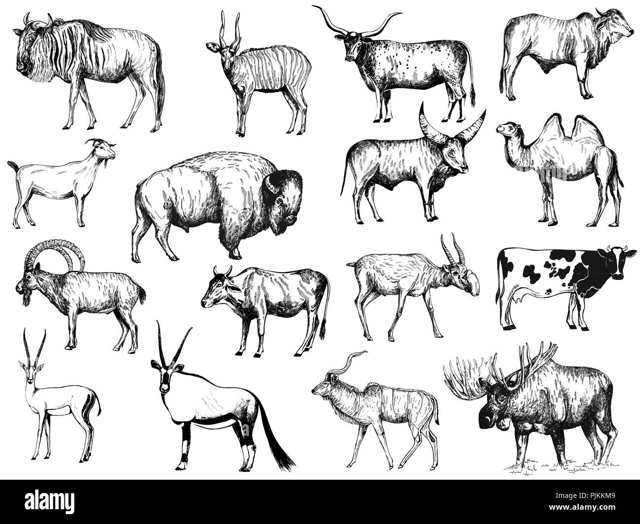 Big set of hand drawn sketch style ungulates isolated on white ...